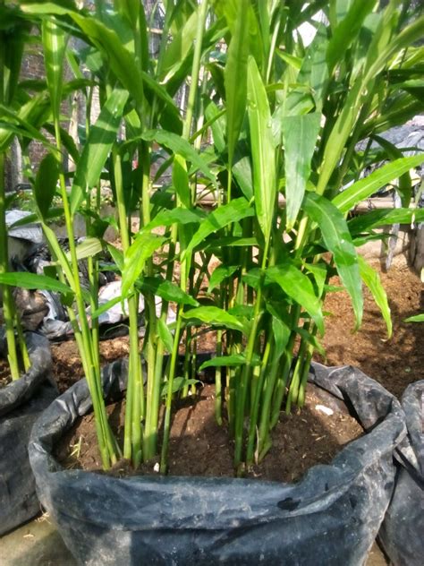 Kebun Jahe Nusantara Dari Kebun Jahe Di Wonoayu Sidoarjo