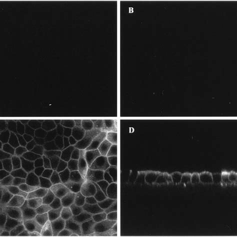 Localization Of Haqp1 In Polarized Mdck Cells Confluent Mdck Cells