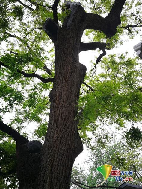 槐花香處是故鄉 每日頭條