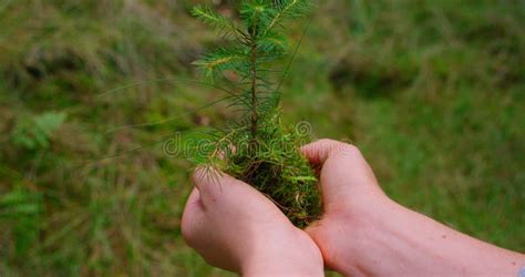 Pine Seedling Planting Young Tree Concept Small Spruce In Human Hand With Coniferous Green