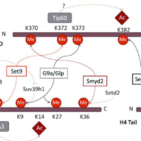 Post Translational Modifications In The Carboxyl Terminal Domain Of