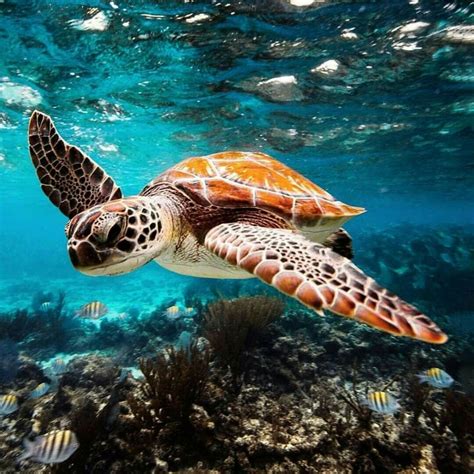 A Turtle Swimming In The Ocean With Fish Around It