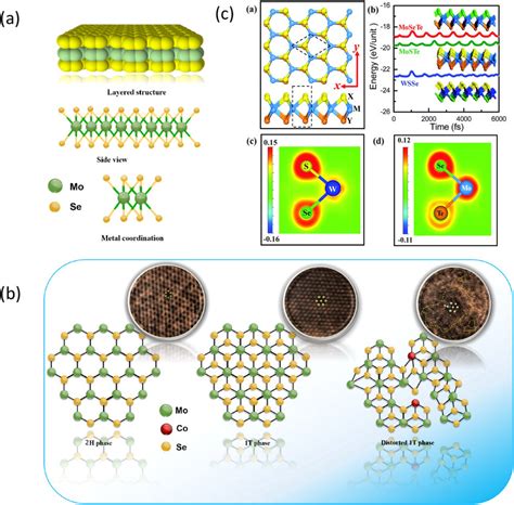 Schematic Representation Of A Mose2 Mx2 B Different Polymorphism