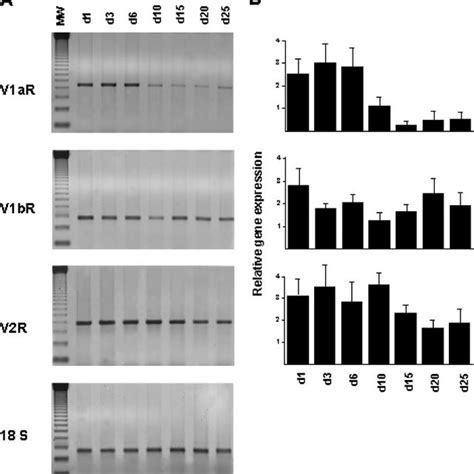 Developmentally Regulated MRNA Expression Of V1aR V1bR And V2R Genes
