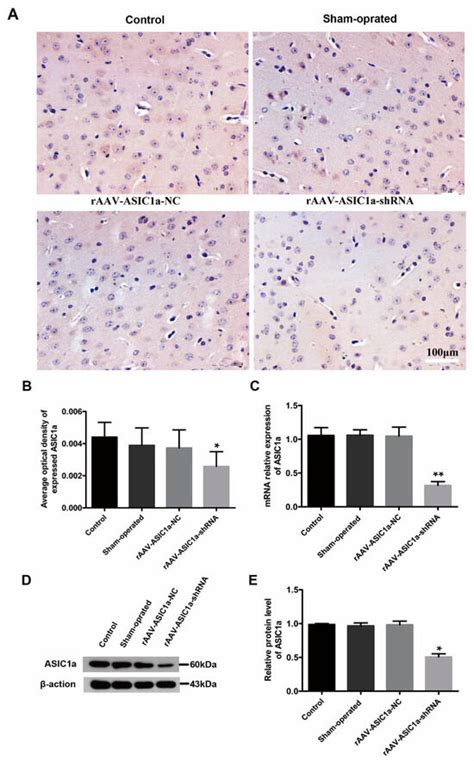 Biomolecules Special Issue The Role Of Astrocytes In Neurodegenerative Diseases