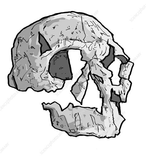 Homo Habilis Skull Drawing