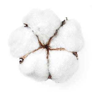 Amazon.com: BAGO home Reed Diffuser Set - Fresh Cotton | 3.4 Ounces ...
