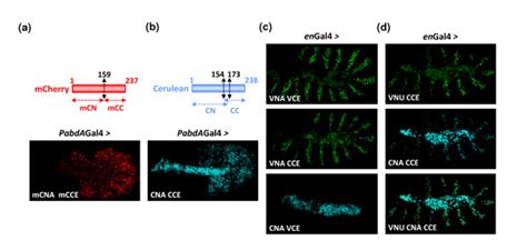 Multicolour Bimolecular Fluorescence Complementation Bifc And Download Scientific Diagram
