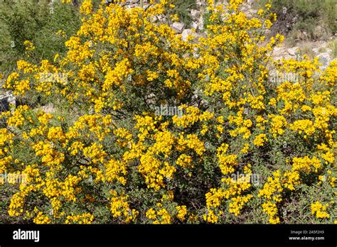 Wislizenus Senna Aka Shrubby Senna Shrubby Cassia Senna Wislizeni