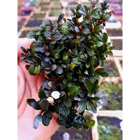 Jual Koleksi Bucep Mini Series 350gr Harga Murah Shopee Indonesia