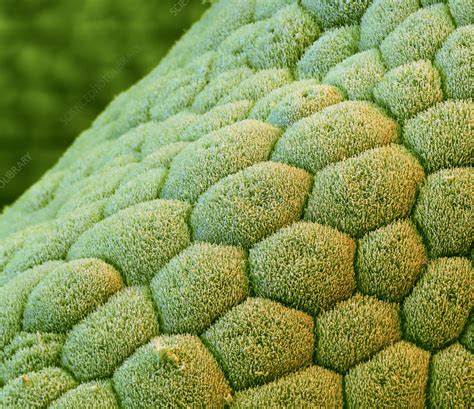 Gallbladder Epithelial Cells SEM Stock Image C035 8718 Science