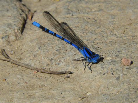 What Are Some Blue Organisms You Have Photographed 140 By Clip Nature Talk Inaturalist