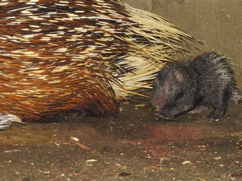 はむらzoo小噺 インドタテガミヤマアラシの赤ちゃん誕生！【動画あり】