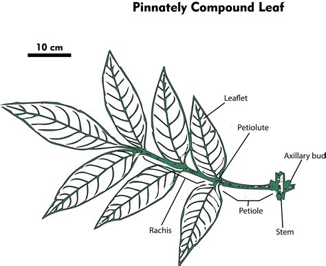 Difference Between Simple Leaf And Compound Leaf In Hindi