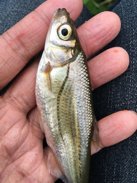 野釣，釣到的「盤子魚」魚腹部有人意想不到收穫，真是長知識了 每日頭條