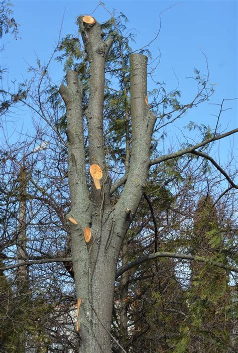Common Tree Pruning Mistake Cutting Tree Branches Bad Tree Branches