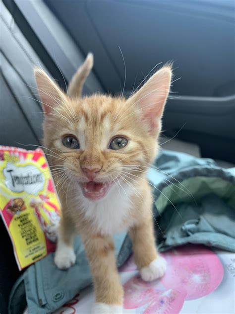 Um Does Anyone Else Cat Yell For No Reason Aww