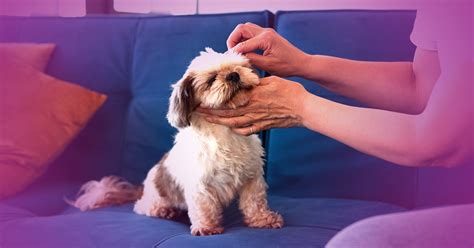 Mobile Groomers Share Tips On How To Clean A Dogs Ears Angies