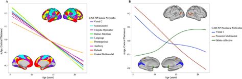 A Linear Cortical Thickness Trajectories Over The Developmental Age