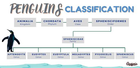 All 19 Different Types Of Penguins Complete Guide And Pictures