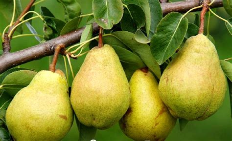 خرید نهال گلابی، شاه میوه ها در ایران با قیمت باورنکردنی