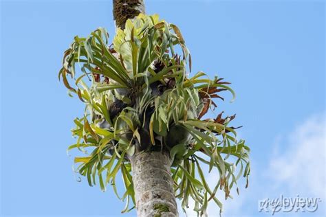 Platycerium Bifurcatum The Elkhorn Fern Or Common Staghorn Fern