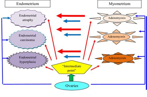 Scheme Of Pathogenesis Of Adenomyosis In Postmenopausal Women Estrogen