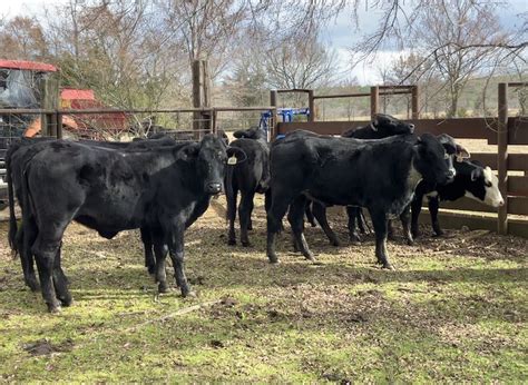 Bred Heifers National Ag Connections Llc
