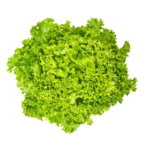 Lollo Biondo Agrosabas