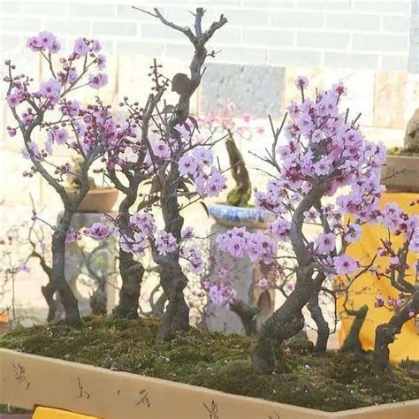 春节赏花好去处 幸福小镇花满园 盆景 玉溪 游客