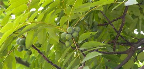 Hog Plum Swire Properties