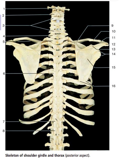 Diagram Of Shouldergirdlethorax Posterior View Quizlet