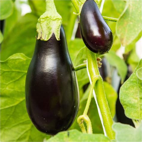Buy Eggplant Market Supreme Seeds Online Happy Valley Seeds