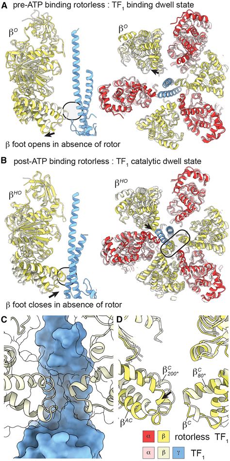 The Series Of Conformational States Adopted By Rotorless F1 Atpase