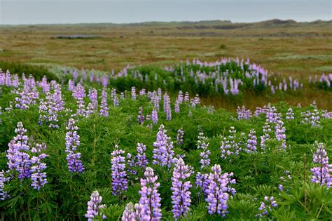 Lupines Flowers Field Of Free Photo On Pixabay Pixabay