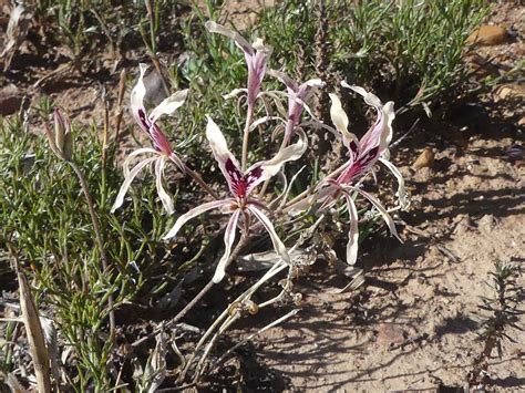 Pelargonium D H International Geraniaceae Group