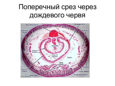 Зоология беспозвоночных Практические занятия Занятие 6 Annelida