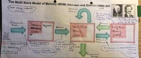 P22 The Multi Store Model Of Memory Msm Flashcards Quizlet