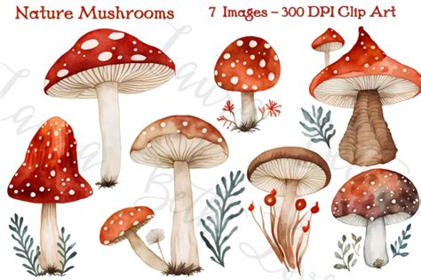 Nature Mushrooms Clipart Woodland Shroom Graphic By Laura Beth Love