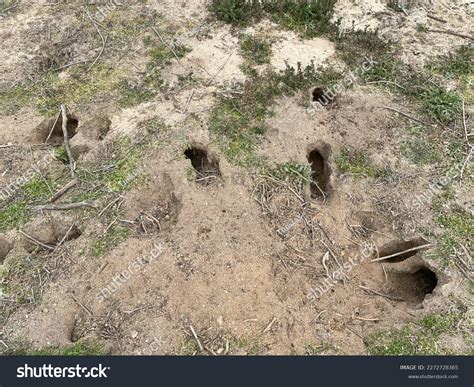 Rabbit Holes Burrow Made By Rabbit Stock Photo Shutterstock