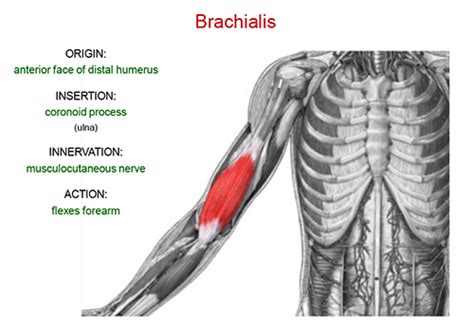 Muscles Of The Upper Limb Test And Flashcards