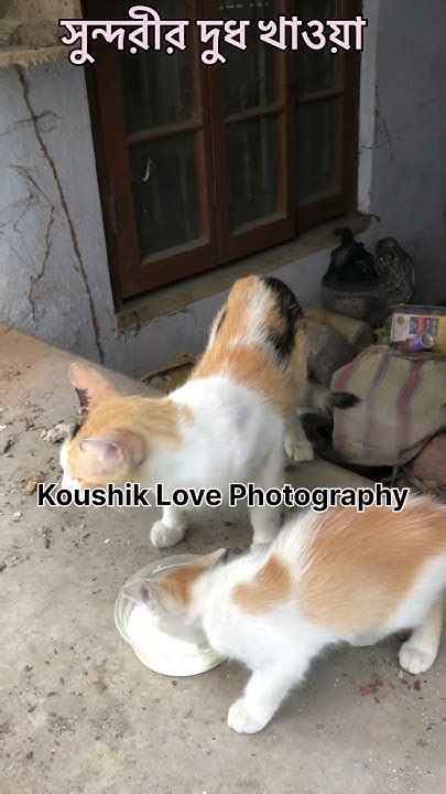 সুন্দরীর দুধ খাওয়া Youtube