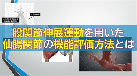 股関節伸展運動を用いた仙腸関節の機能評価方法とは Forpt Online