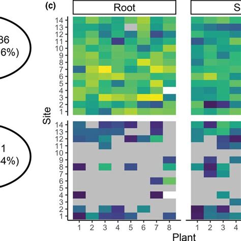 Number Of A Glomeromycota And B Sebacinales Asvs In Switchgrass