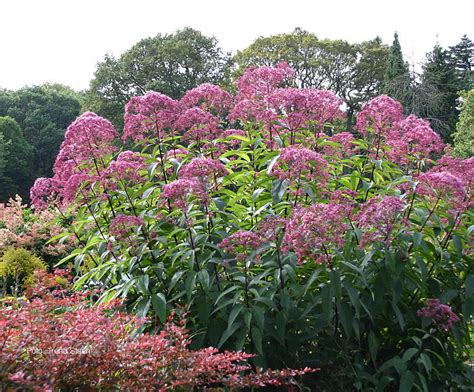 Купить Посконник пятнистый Атропурпуреум Eupatorium Maculatum