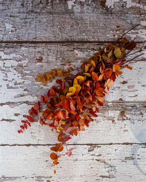 Autumnal Eucalyptus Stems
