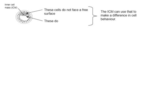 Embryology And Fertilisation Lecture 3 Flashcards Quizlet