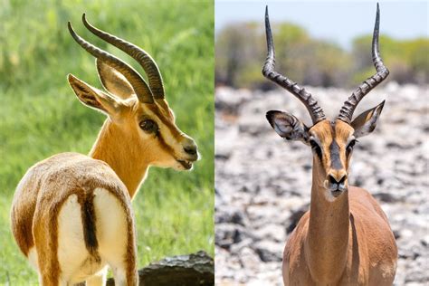 Gazelle Vs Antelope Tanzania Specialist