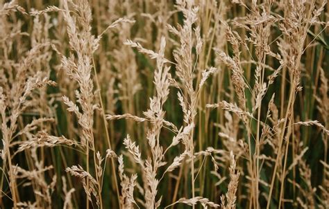Wallpaper Grass Wallpaper Green Spikelets For Mobile And Desktop