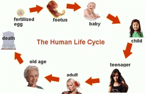 Life Cycle Of A Person